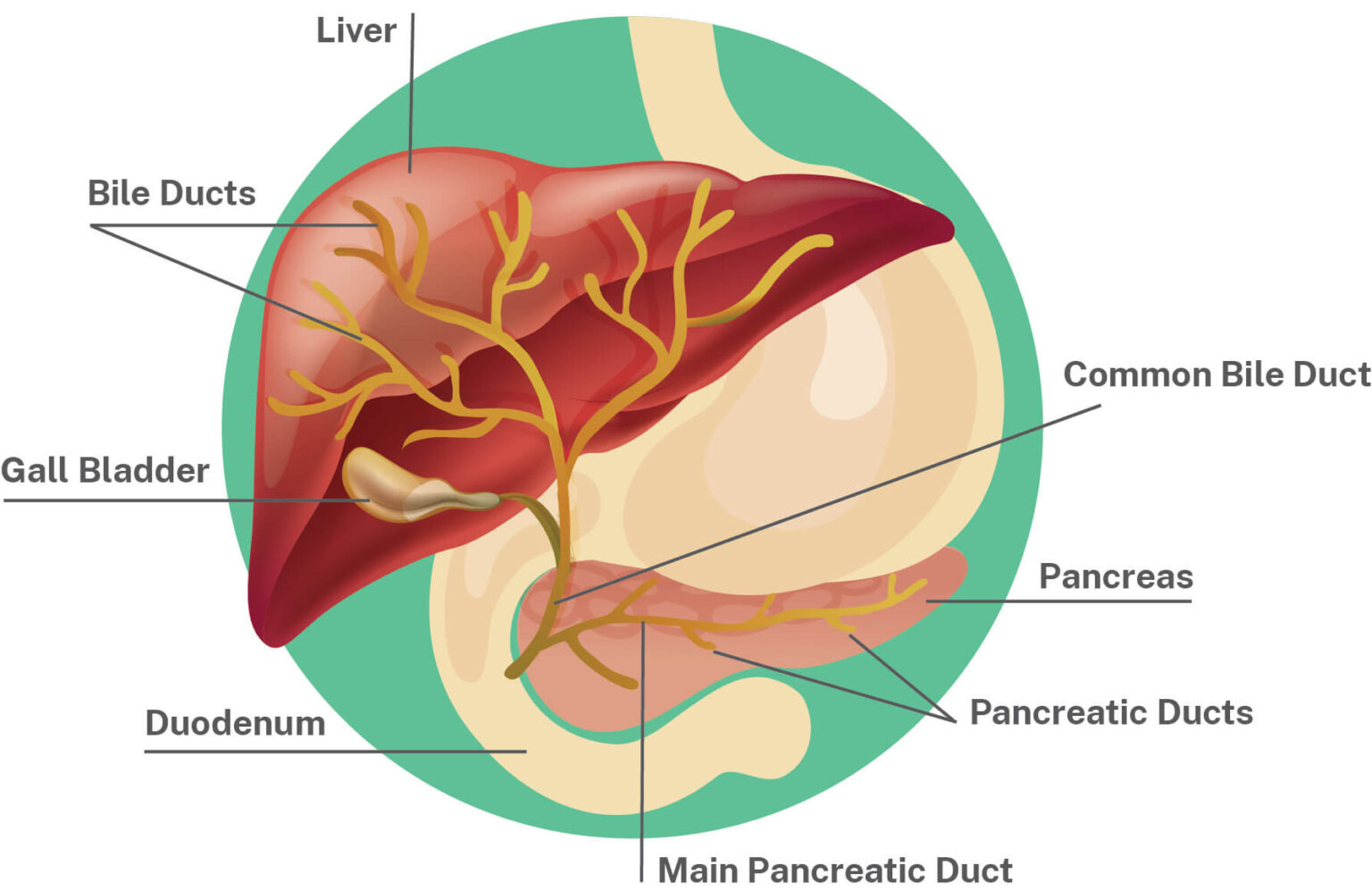Primary Biliary Cholangitis - Liver Foundation